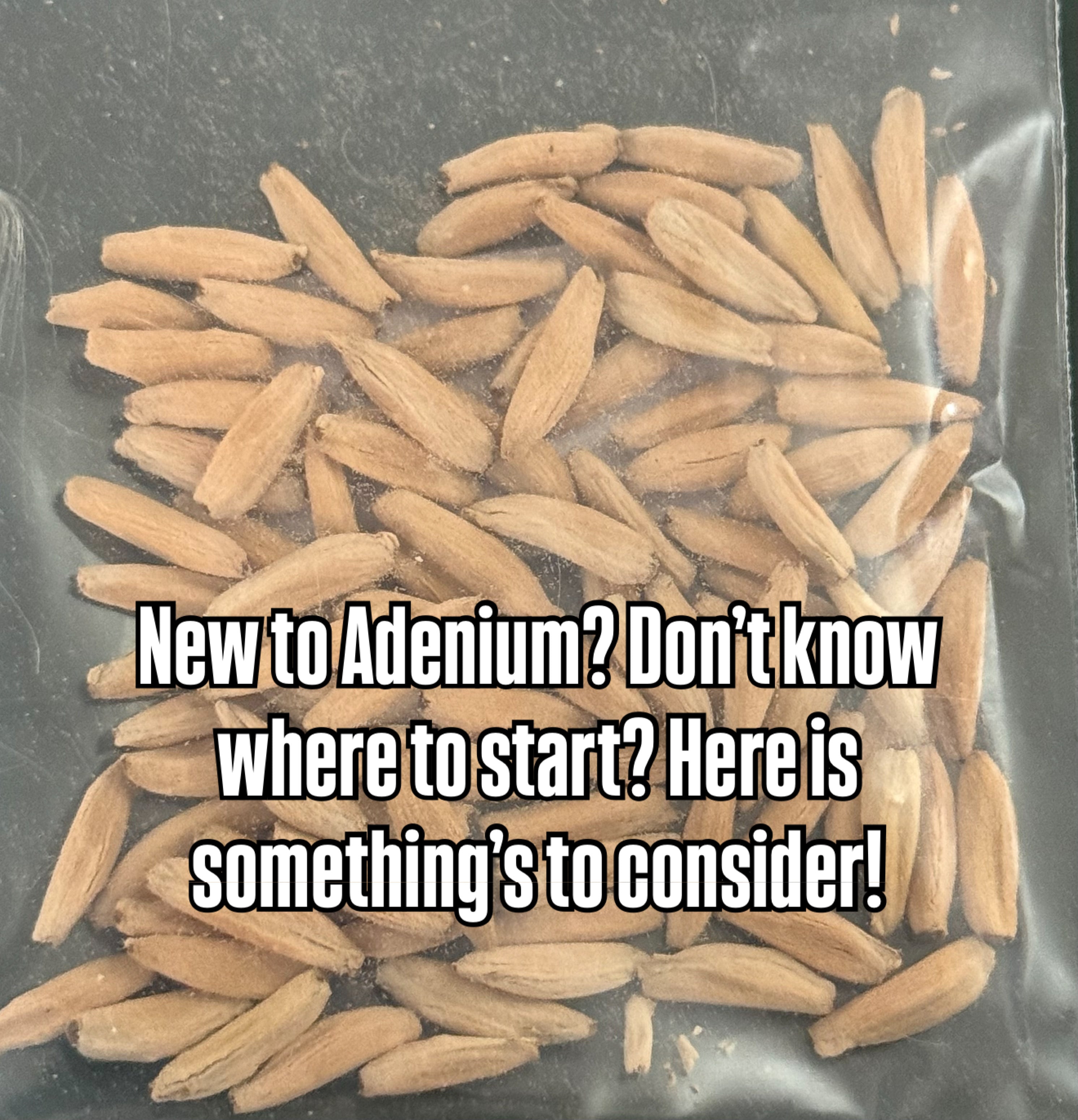 Choosing Your First Adenium: Seeds, Cuttings, or Plants – American Adenium